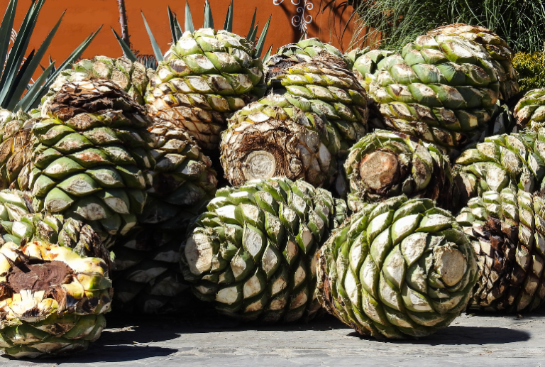 How Mezcal is Made - The Ultimate Guide – Mezcal Pro