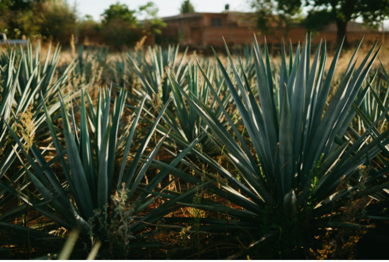 What does mezcal taste like? A beginner's guide – Mezcal Pro