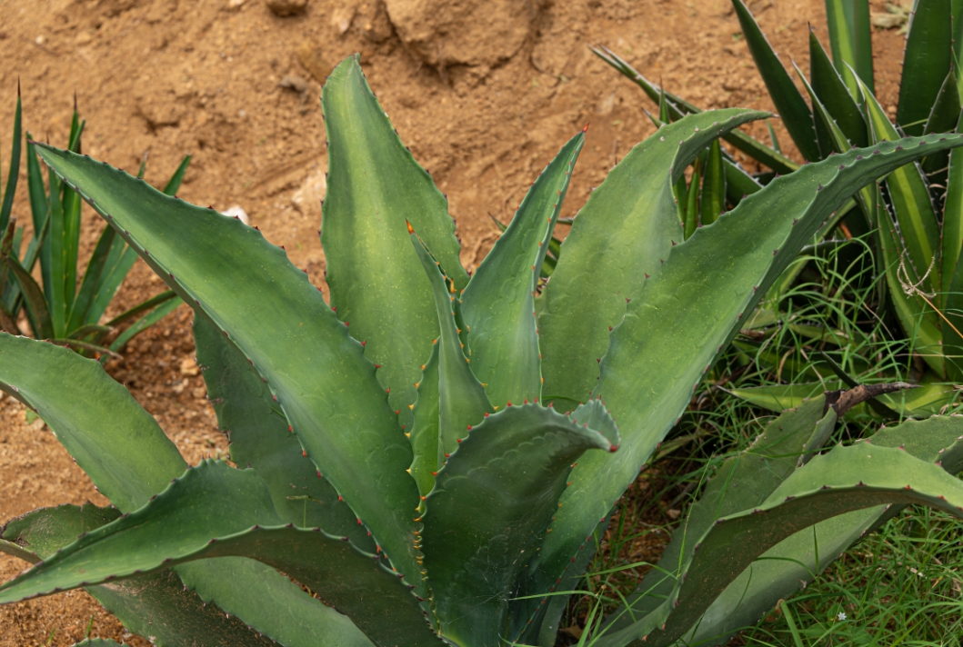 Types of agave and the alcohol they produce – Mezcal Pro