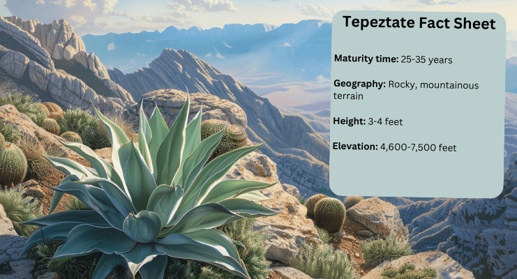 Tepeztate mezcal: What it is and types to try